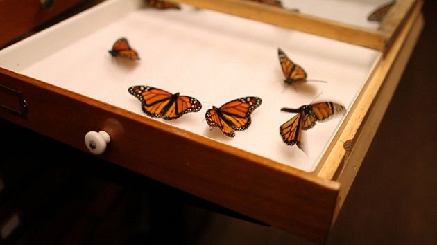 Dana Levy: belonging/s - Independent Curators International